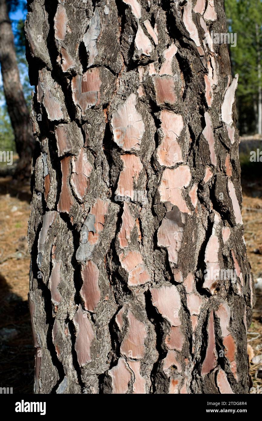 Pyreneean pine (Pinus nigra salzmannii) is a coniferous tree native to ...