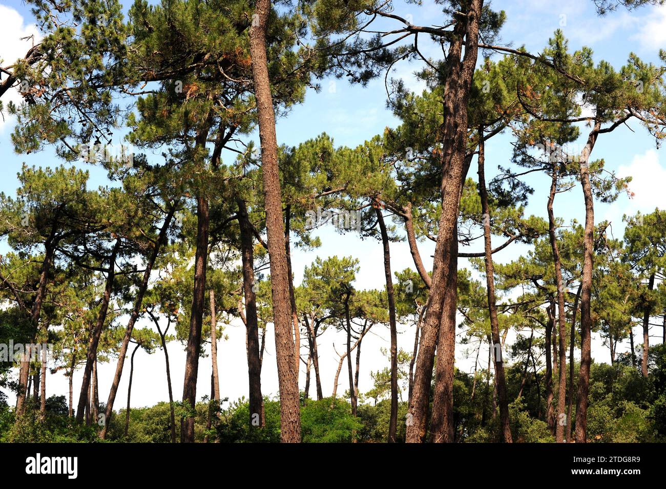 Maritime pine or cluster pine (Pinus pinaster) is a coniferous tree ...
