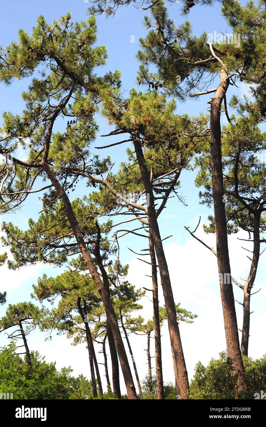 Pinus pinaster atlantica hi-res stock photography and images - Alamy