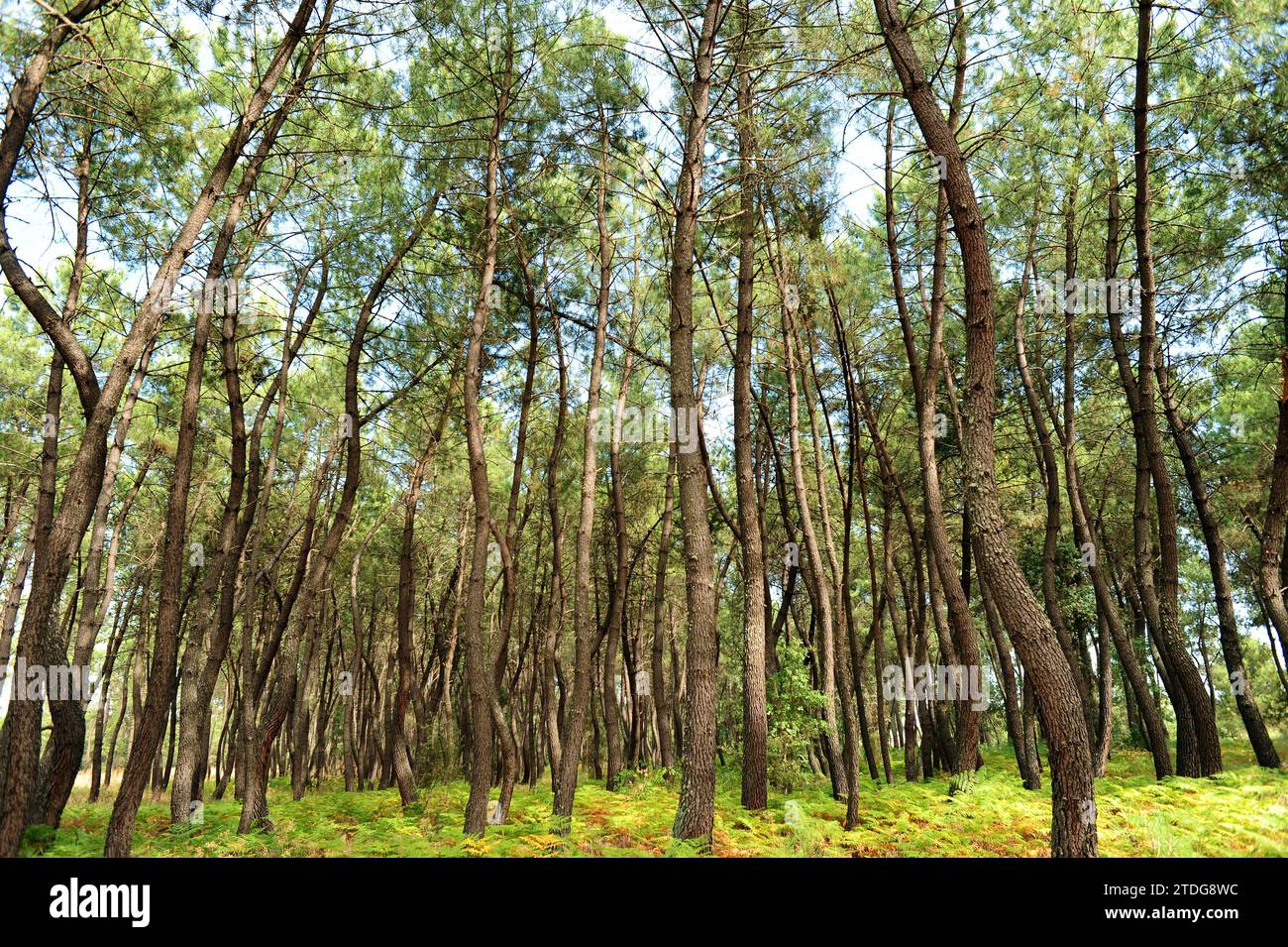 Maritime pine or cluster pine (Pinus pinaster) is a coniferous tree ...