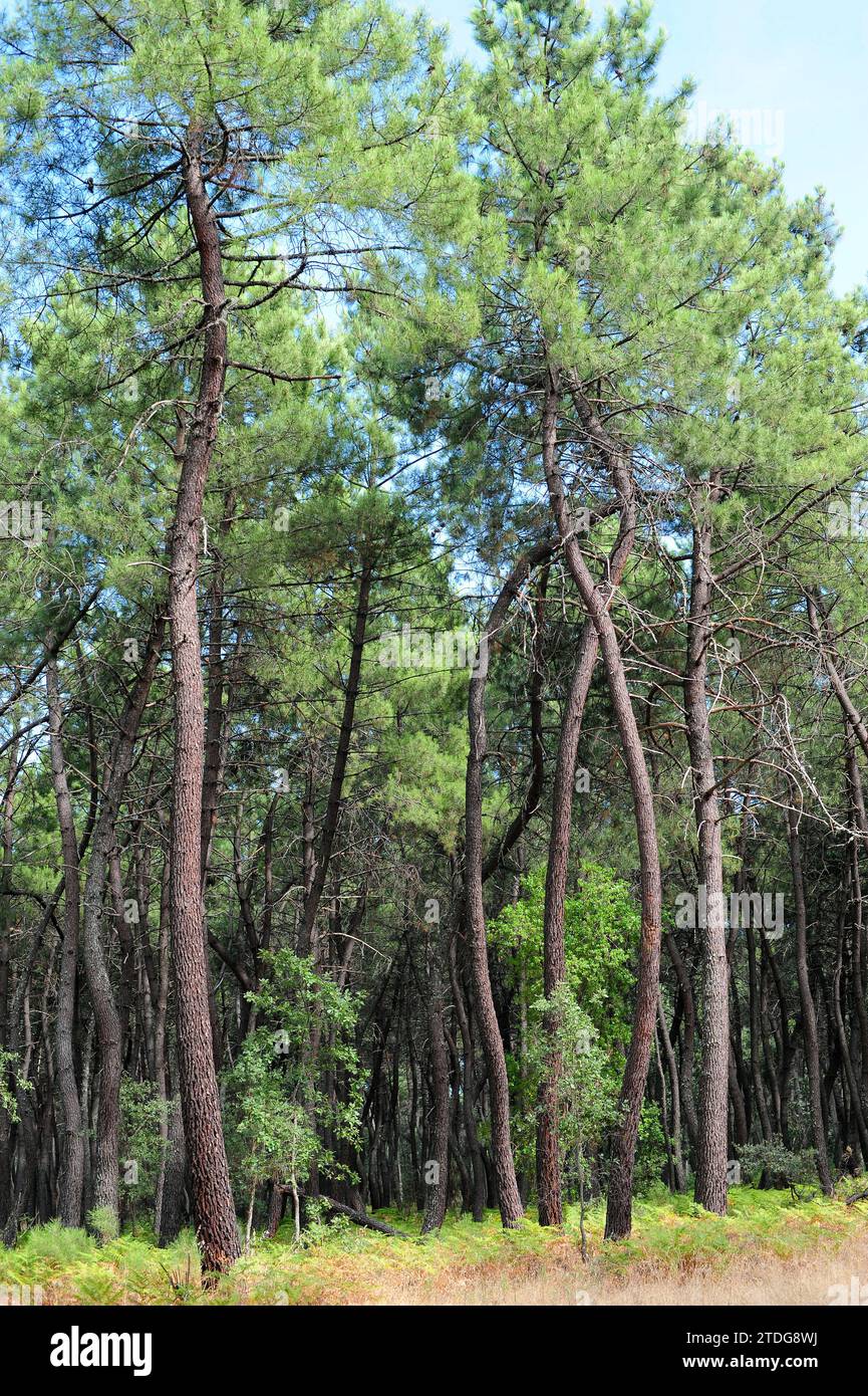 Maritime pine or cluster pine (Pinus pinaster) is a coniferous tree ...