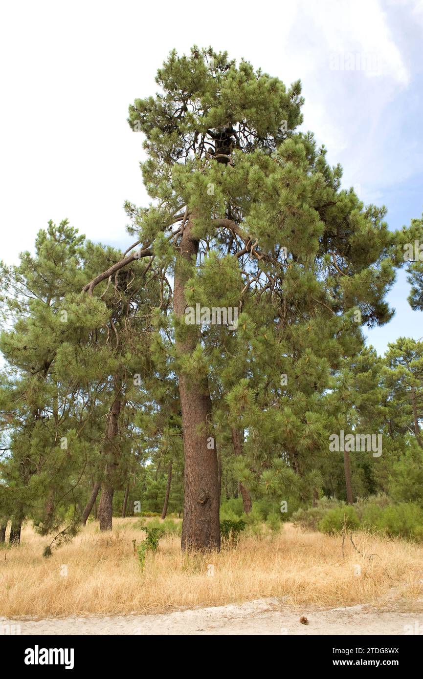 Maritime pine or cluster pine (Pinus pinaster) is a coniferous tree ...