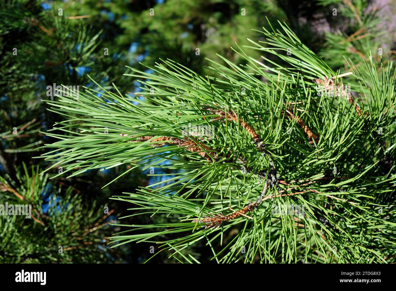 Maritime pine or cluster pine (Pinus pinaster) is a coniferous tree ...