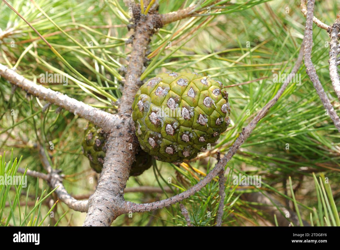 Stone pine (Pinus pinea) is a coniferous tree native to Southern Europe ...