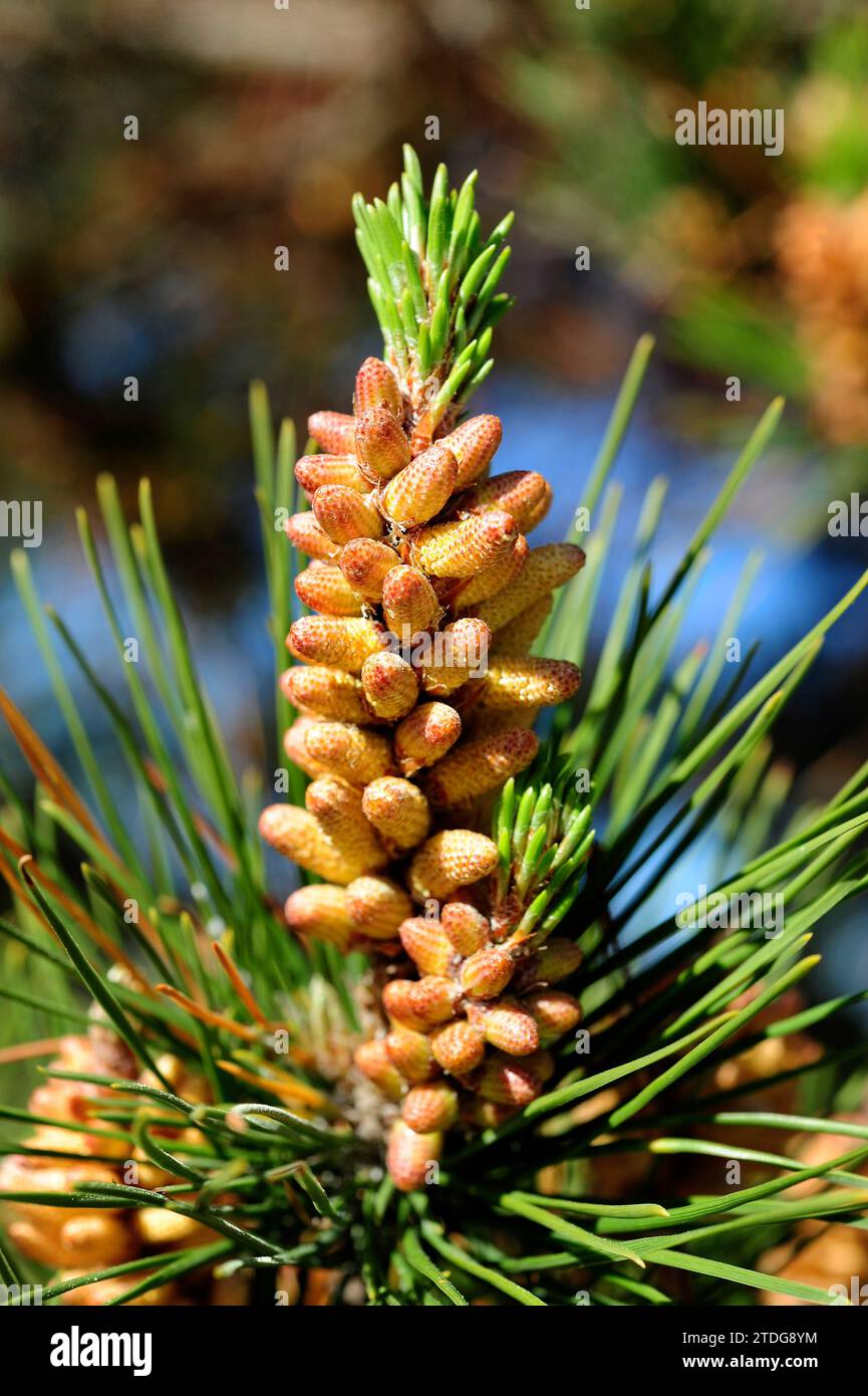 Monterey pine (Pinus radiata) is a coniferous tree native to central ...