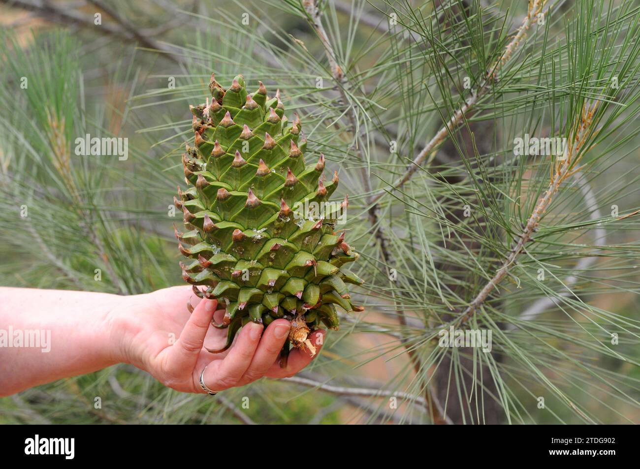 Digger pine cone pinus sabiniana pinus sabineana hi-res stock ...