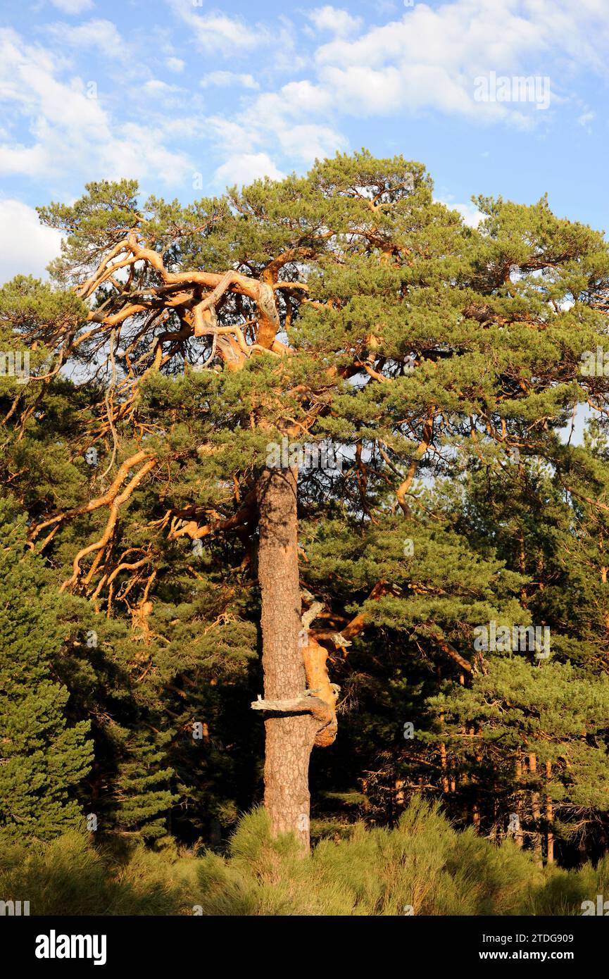 Pino pinus sp hi-res stock photography and images - Alamy