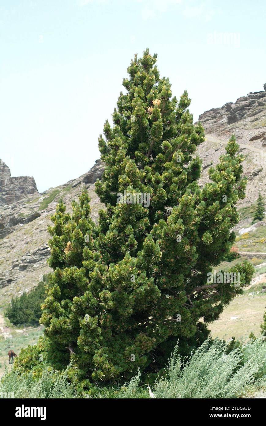 Pino silvestre o albar de Sierra Nevada (Pinus sylvestris nevadensis ...