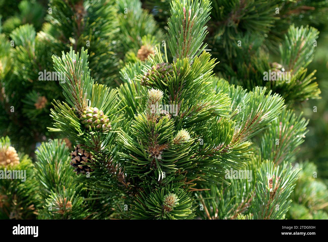 Pino albar hi-res stock photography and images - Alamy
