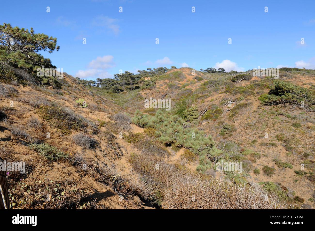 Torrey pine (Pinus torreyana) is an endangered species endemic to San ...