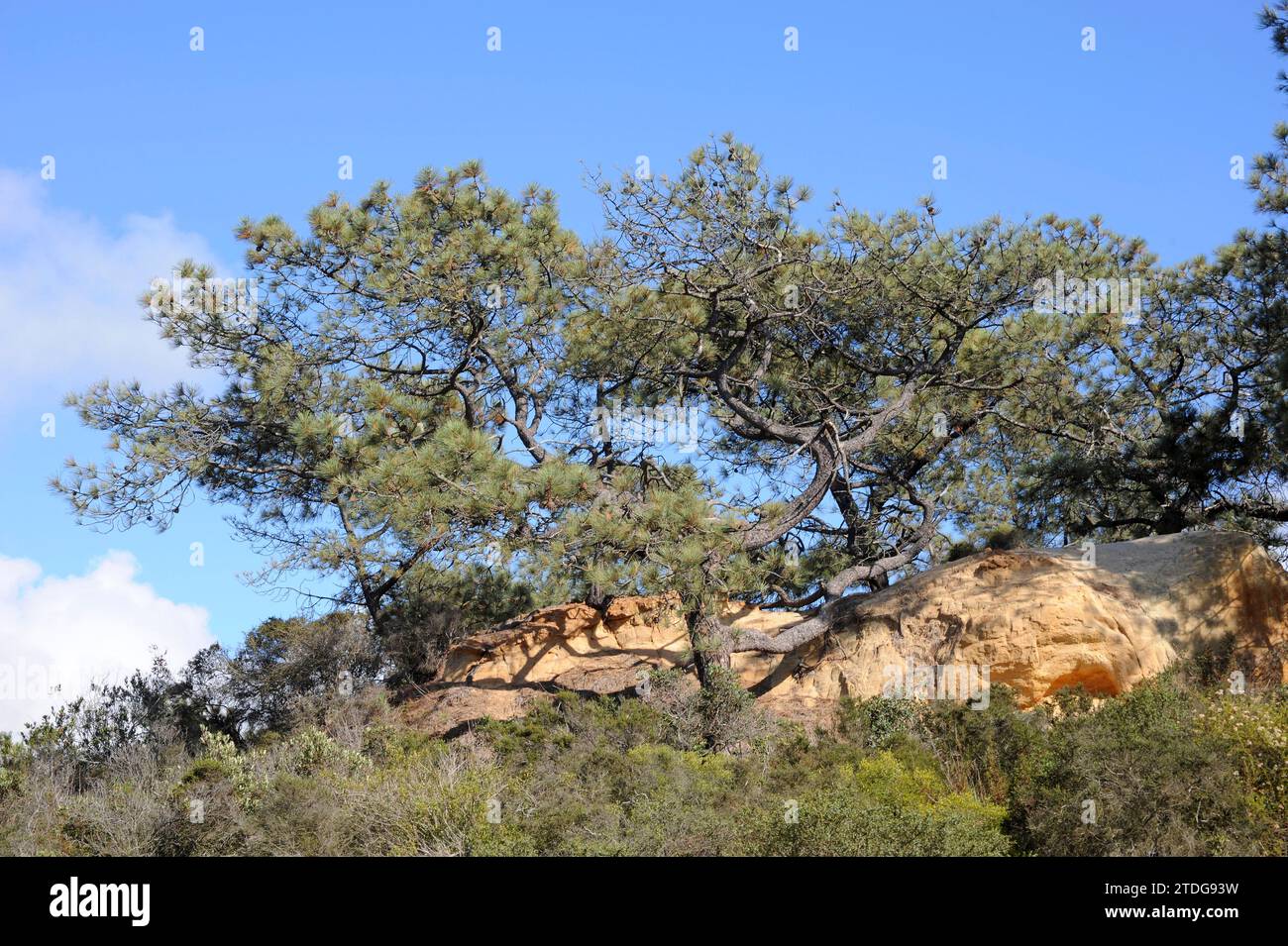 Torrey pine (Pinus torreyana) is an endangered species endemic to San ...