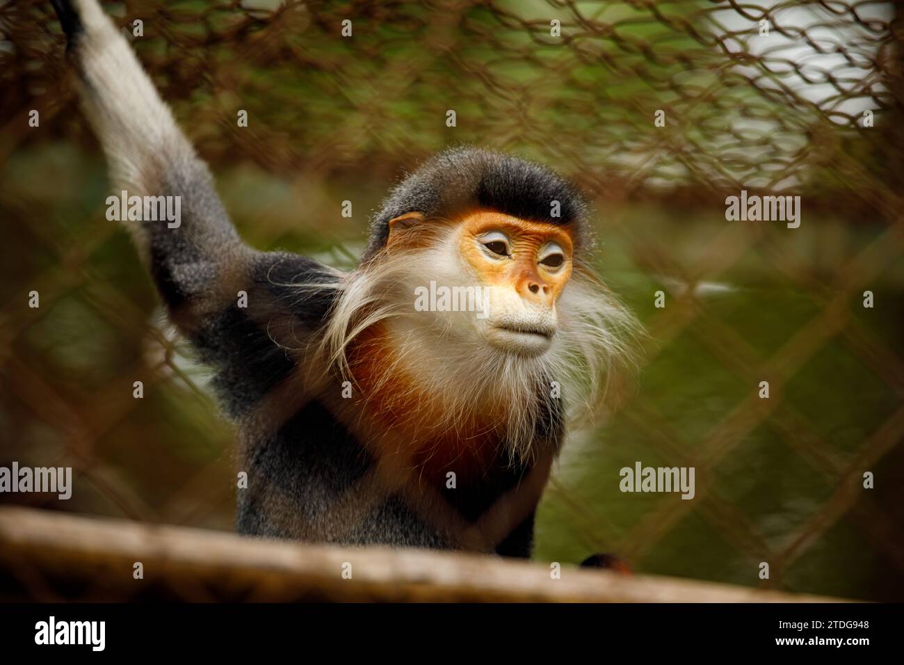 Red legged clothes Monkey at Cuc Phoung Jungle Stock Photo - Alamy