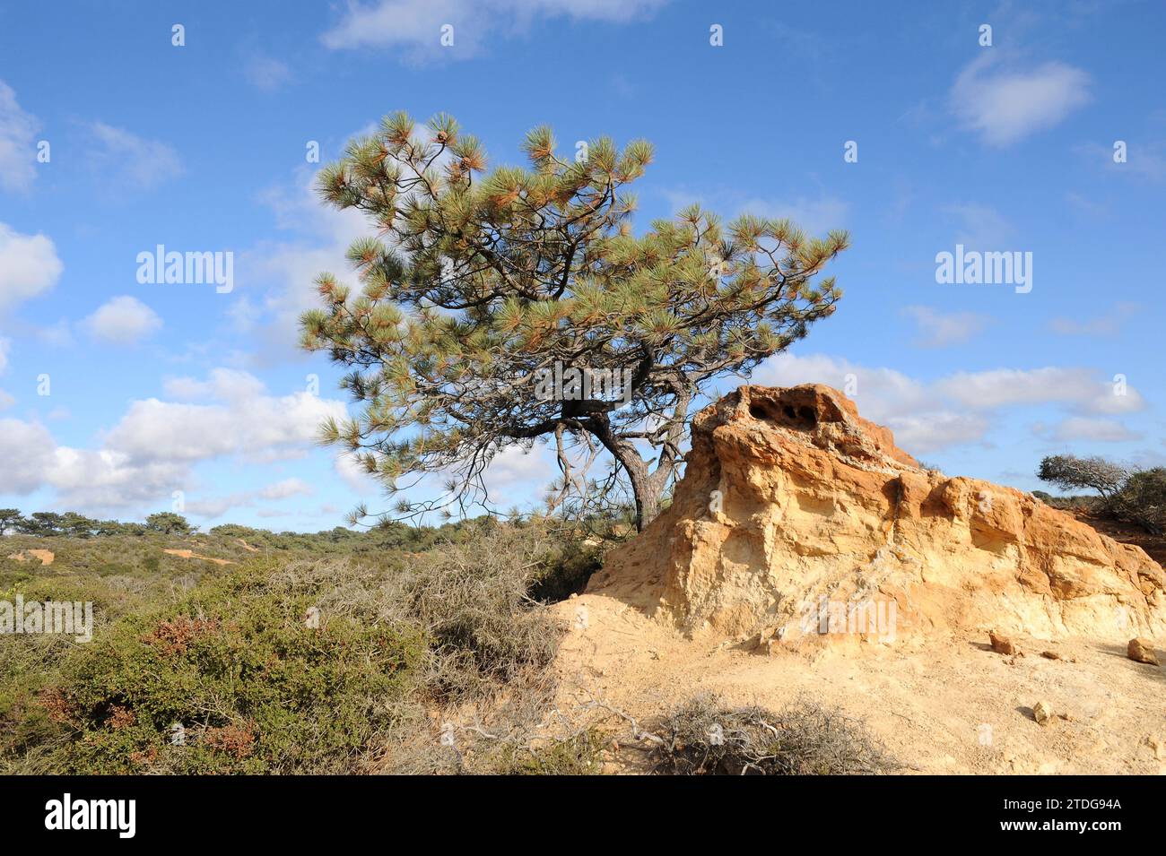 Torrey pine (Pinus torreyana) is an endangered species endemic to San ...