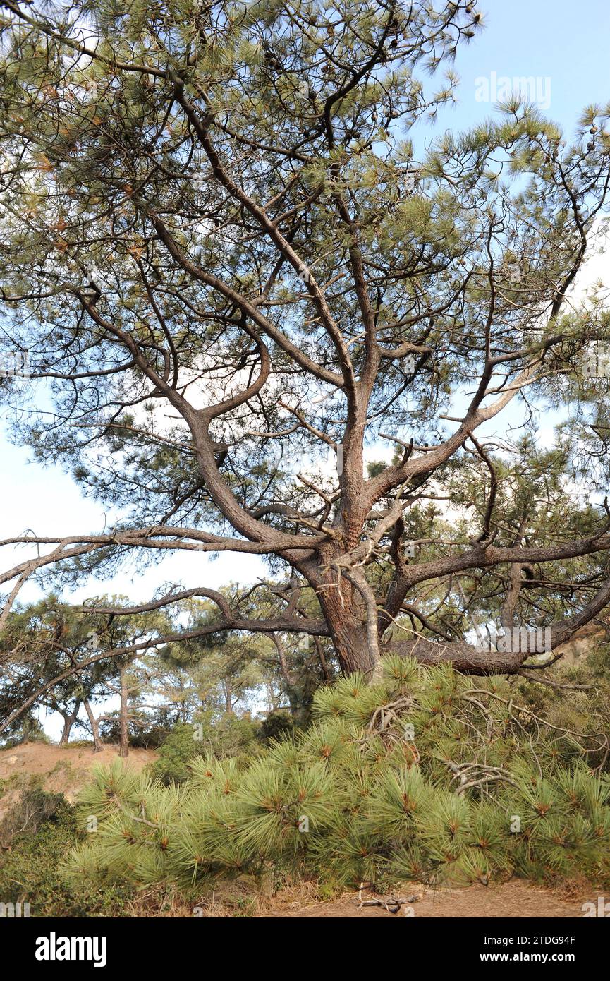 Torrey pine (Pinus torreyana) is an endangered species endemic to San ...