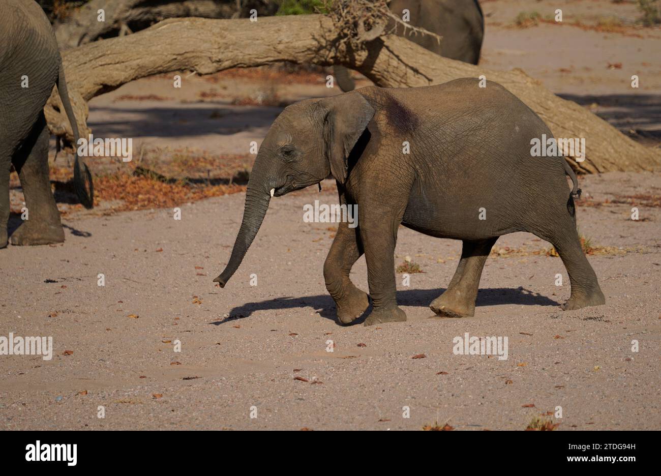 African elephant behind tree hi-res stock photography and images - Alamy