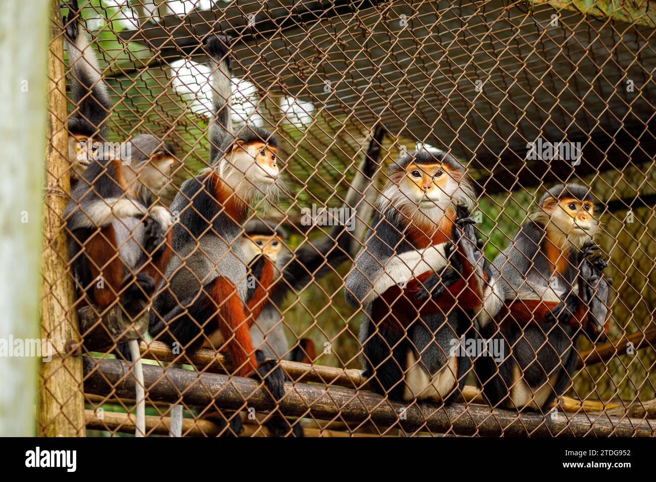 Red legged clothes Monkey at Cuc Phoung Jungle Stock Photo - Alamy
