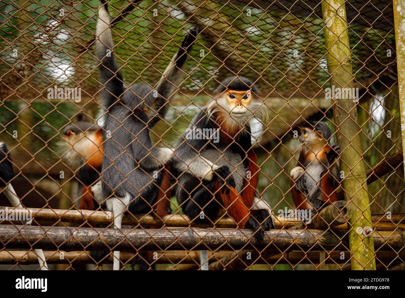 Red legged clothes Monkey at Cuc Phoung Jungle Stock Photo - Alamy