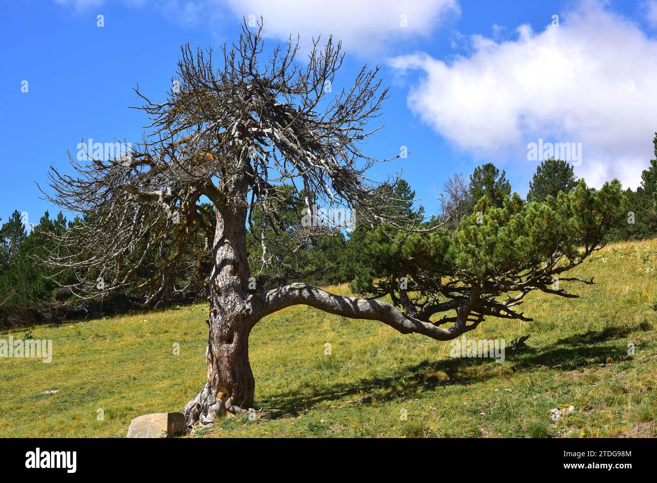 Pino negro (Pinus uncinata or Pinus mugo uncinata) is a coniferous tree ...