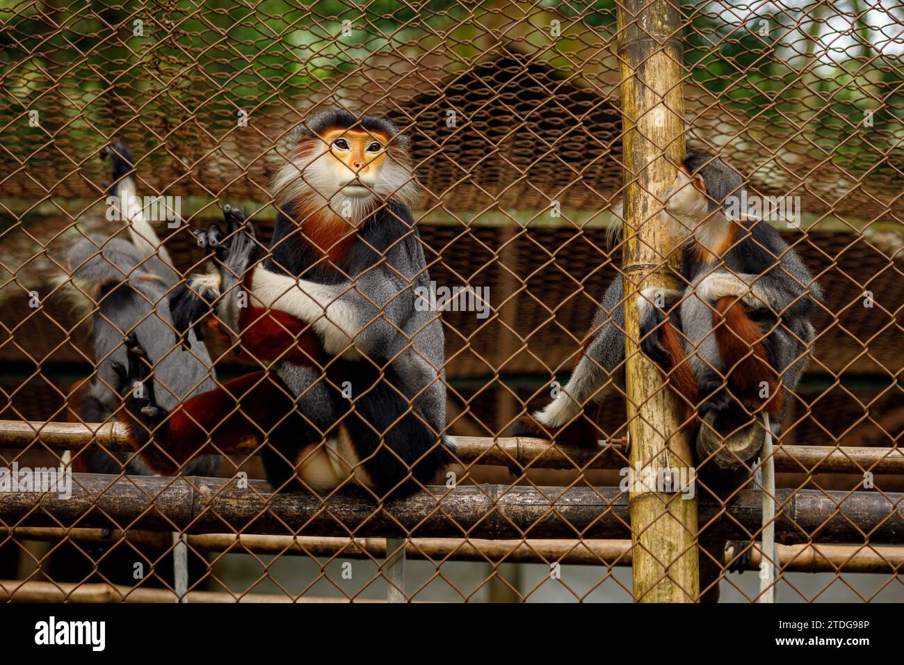Red legged clothes Monkey at Cuc Phoung Jungle Stock Photo - Alamy