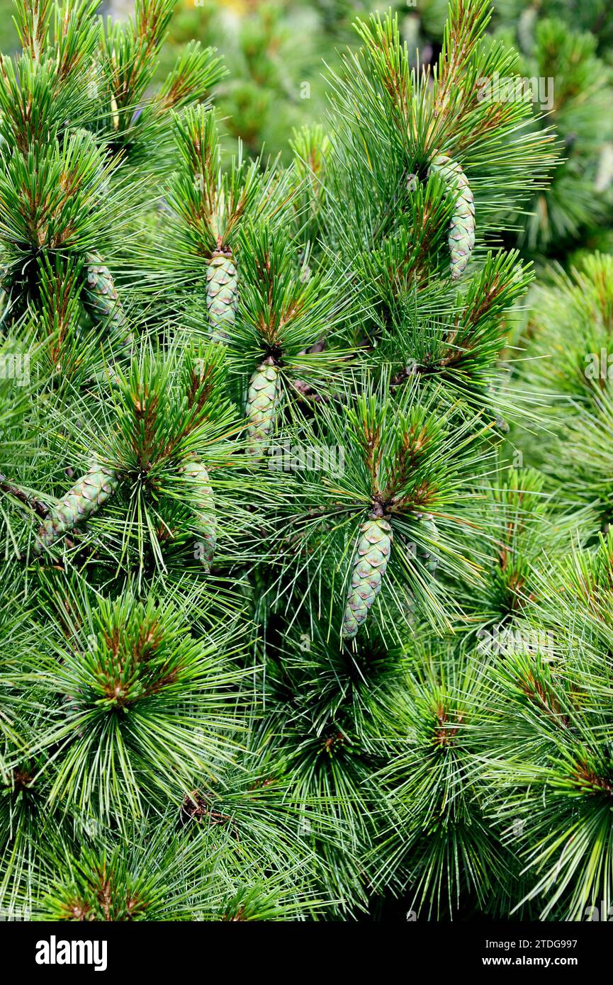 Bhutan pine or Himalayan pine (Pinus wallichiana) is a coniferous tree ...
