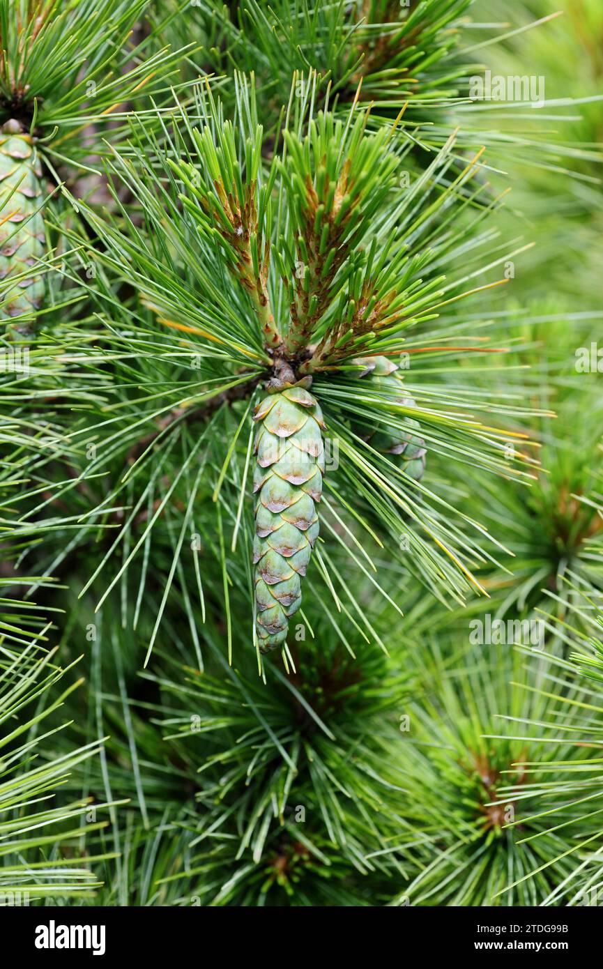 Himalayan pine hi-res stock photography and images - Alamy