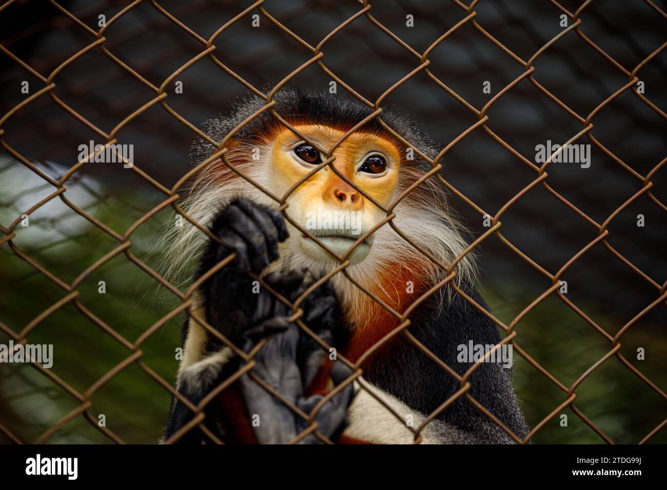 Red legged clothes Monkey at Cuc Phoung Jungle Stock Photo - Alamy