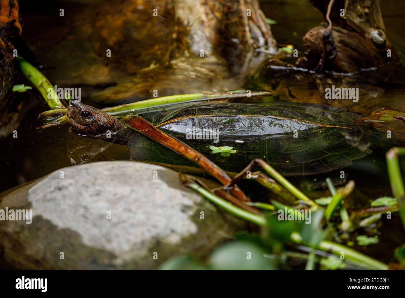 Turtle in jungle hi-res stock photography and images - Alamy