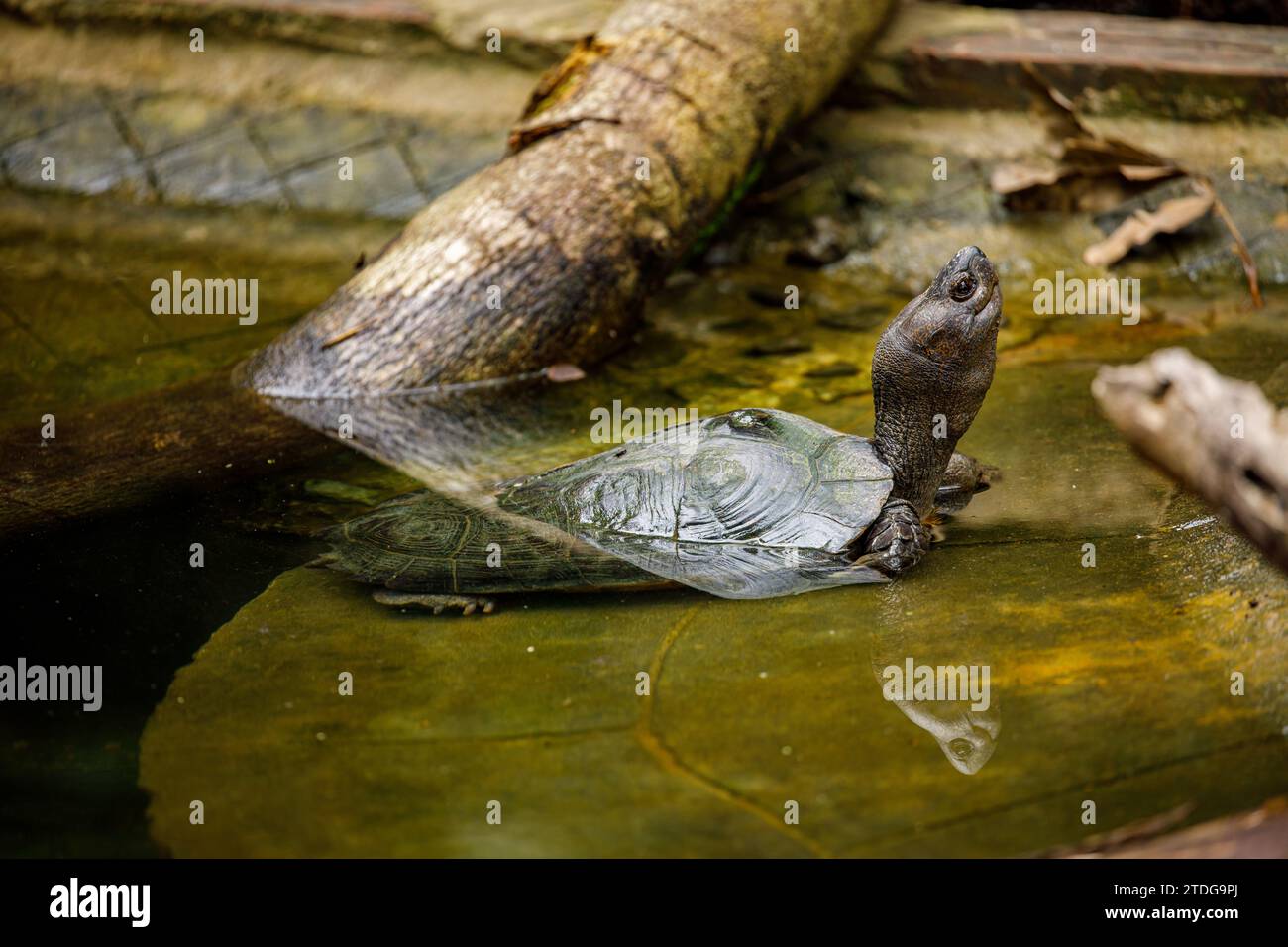 Turtle in jungle hi-res stock photography and images - Alamy
