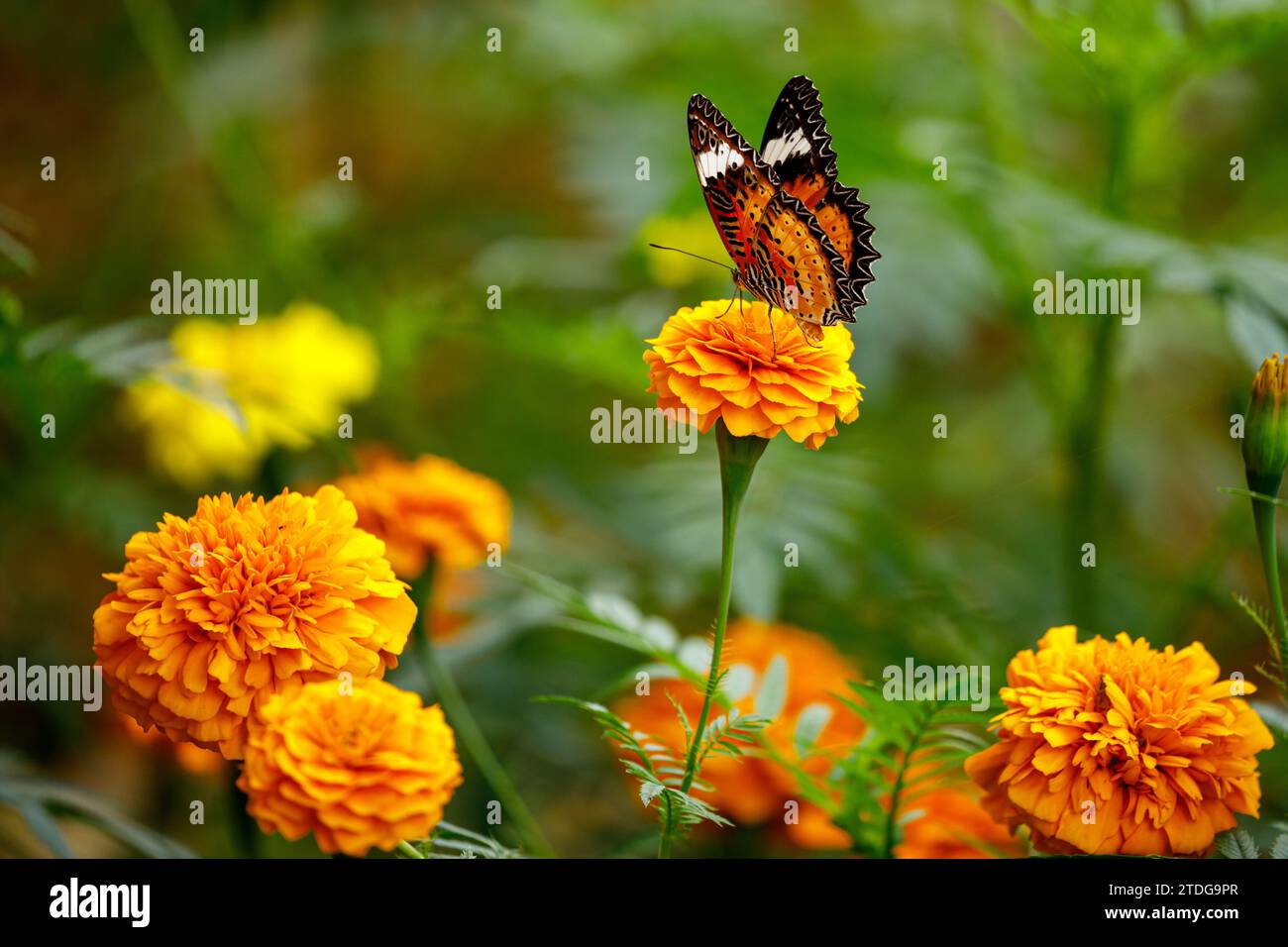 Cuc phuong butterflies hi-res stock photography and images - Alamy