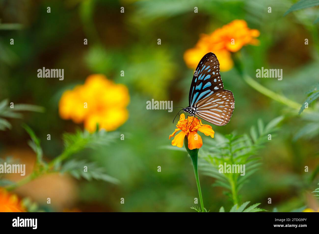 Cuc phuong butterflies hi-res stock photography and images - Alamy