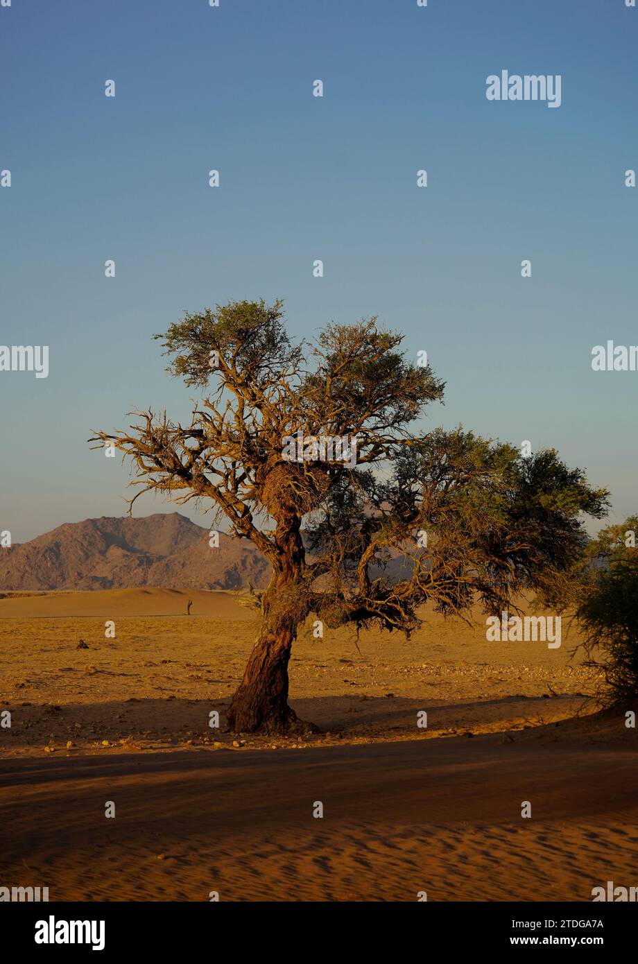 Large acacia tree growing in the sand, Namibia Stock Photo - Alamy
