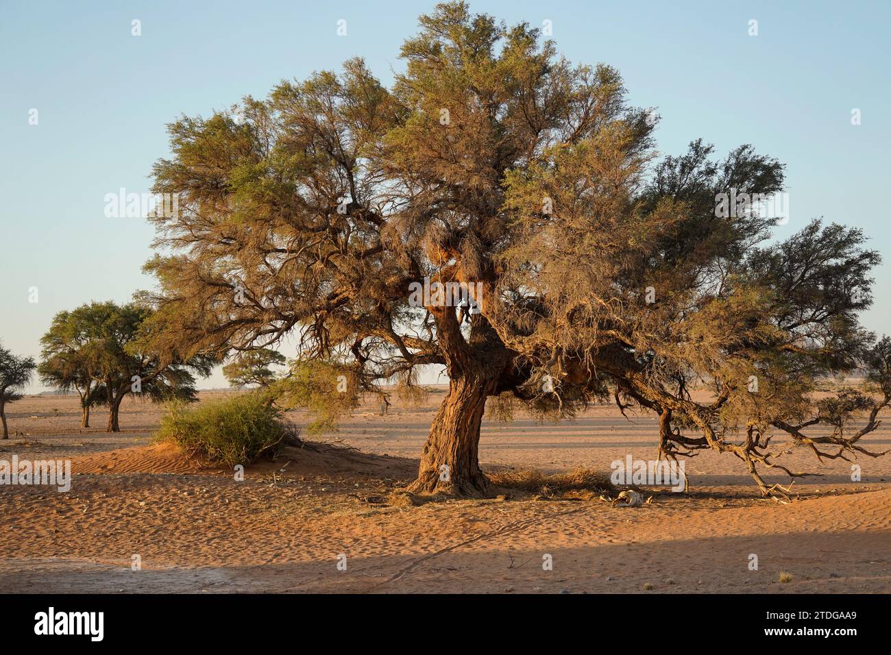 Acacia tree trunk hi-res stock photography and images - Alamy
