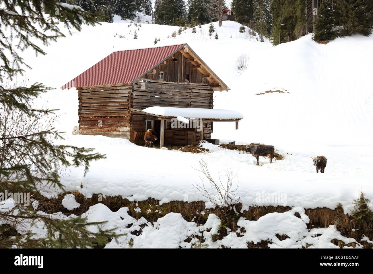 Kleinwalsertal - Rinder im Schnee / Kleinwalsertal - Cattles in the ...
