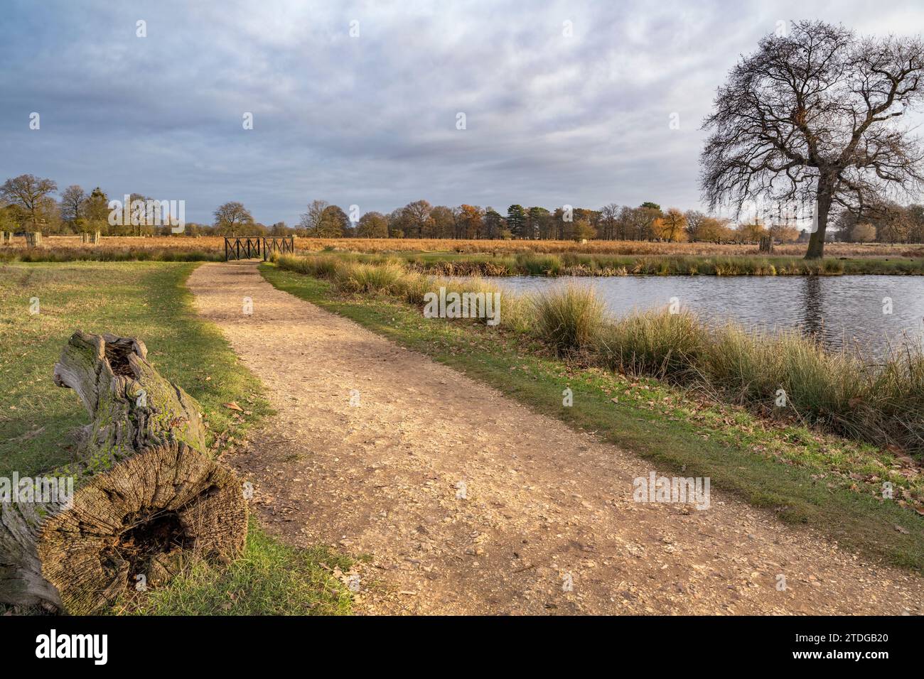 Ponds richmond park surrey uk hi-res stock photography and images - Alamy