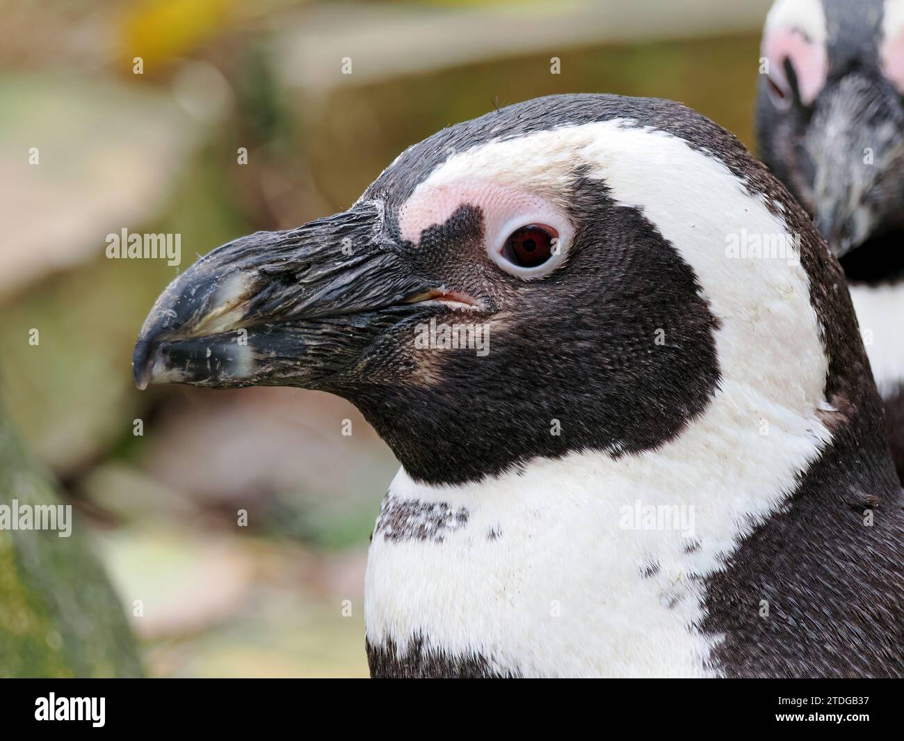 African penguin, Cape penguin, South African penguin, Brillenpinguin ...