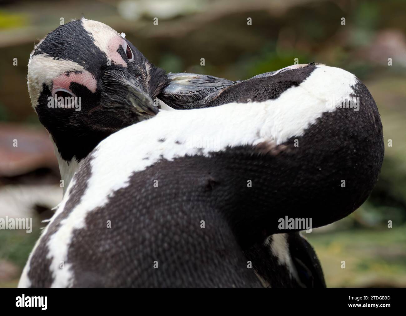 African penguin, Cape penguin, South African penguin, Brillenpinguin ...