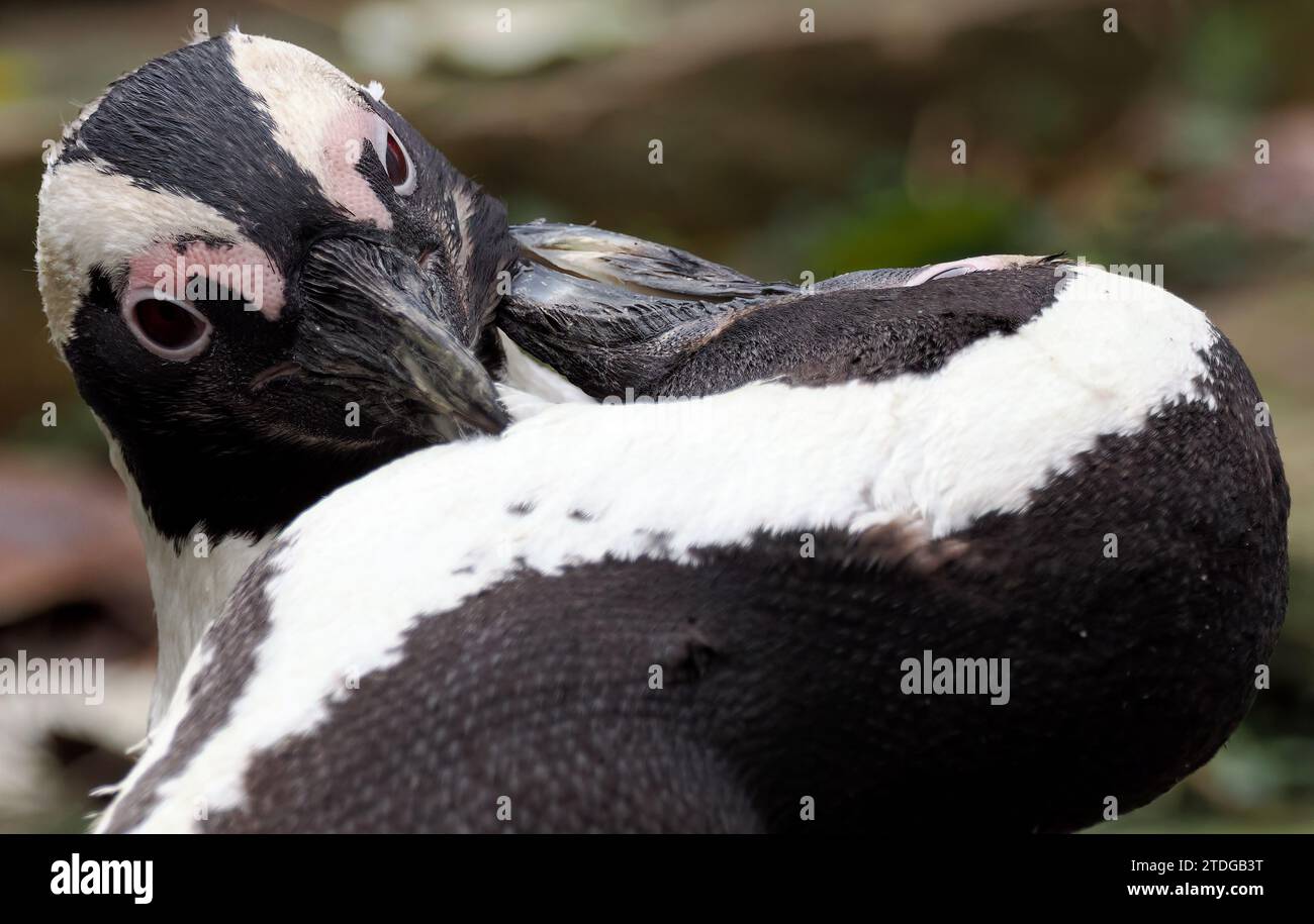 Manchot du cap hi-res stock photography and images - Alamy
