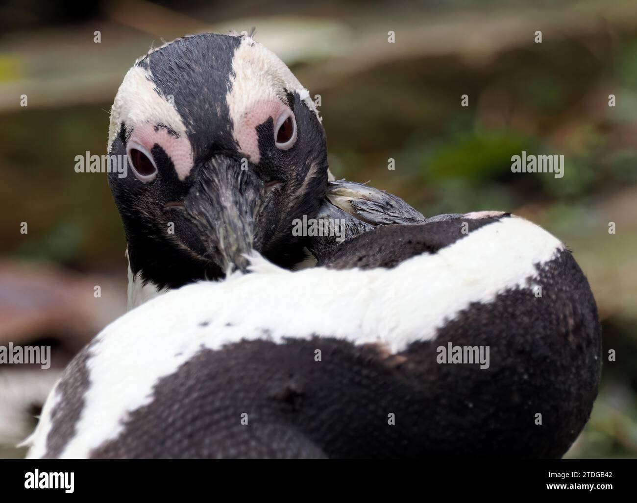 African penguin, Cape penguin, South African penguin, Brillenpinguin ...