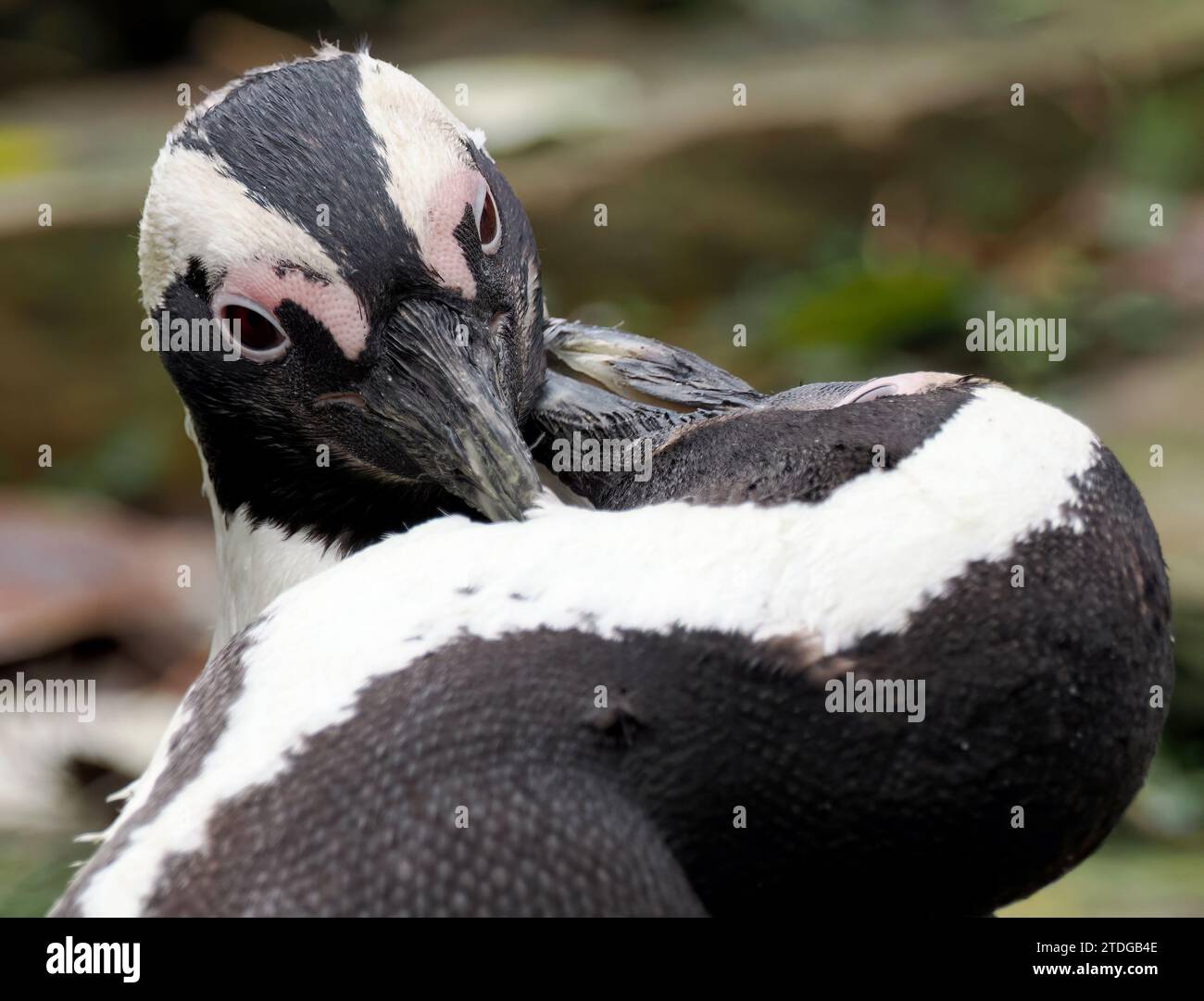 African penguin, Cape penguin, South African penguin, Brillenpinguin ...