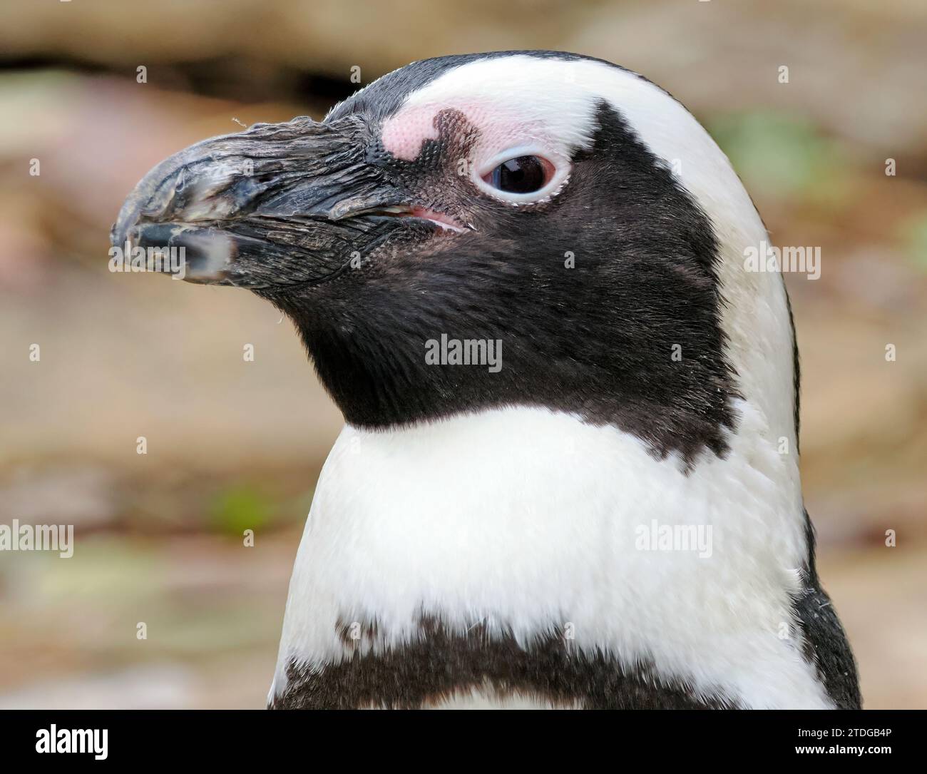 African penguin, Cape penguin, South African penguin, Brillenpinguin ...