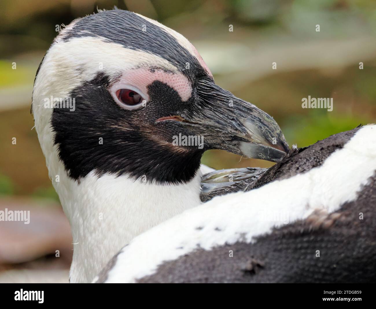 African penguin, Cape penguin, South African penguin, Brillenpinguin ...