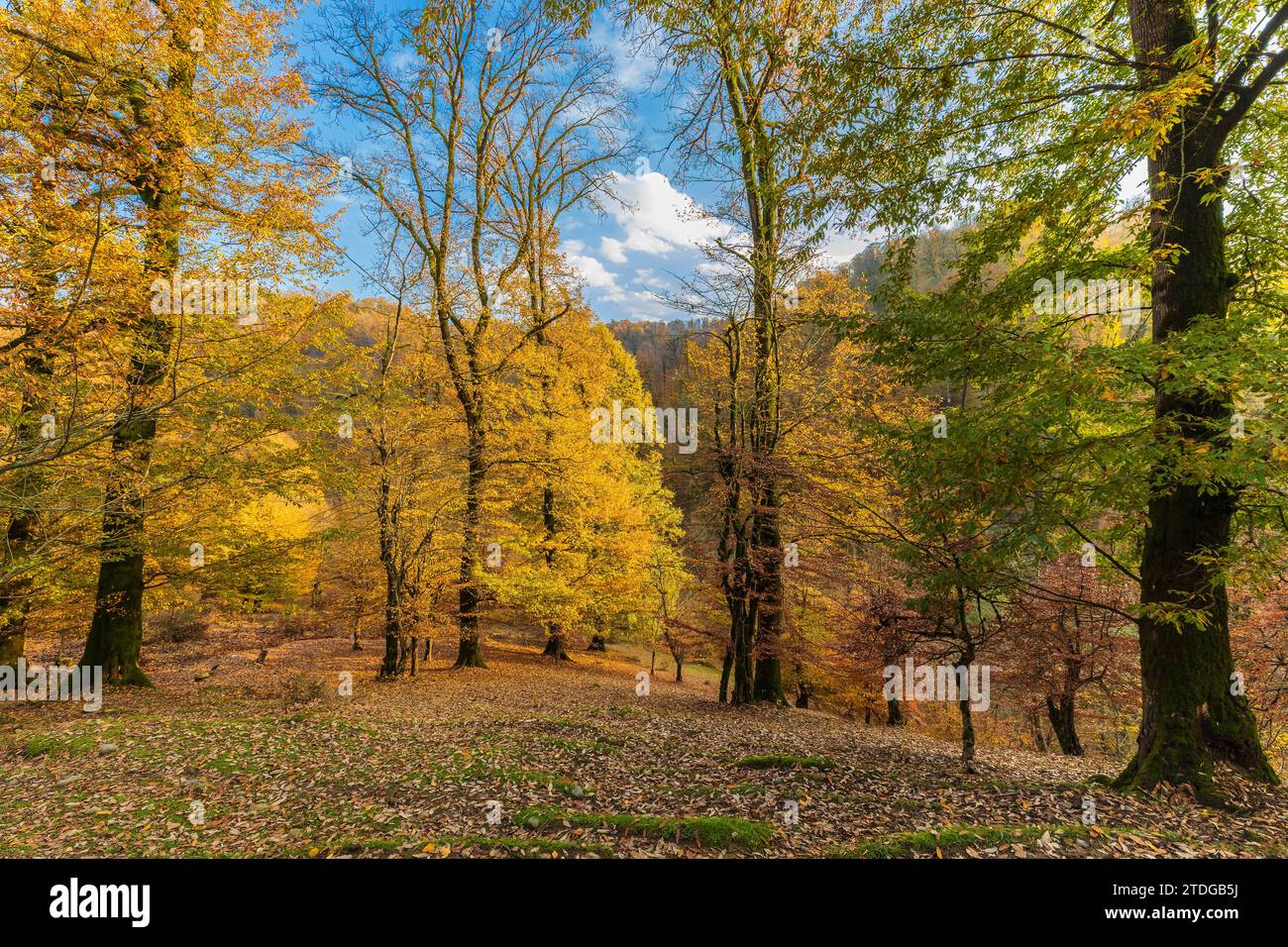 Nature of the autumn forest. Lankaran. Azerbaijan Stock Photo - Alamy