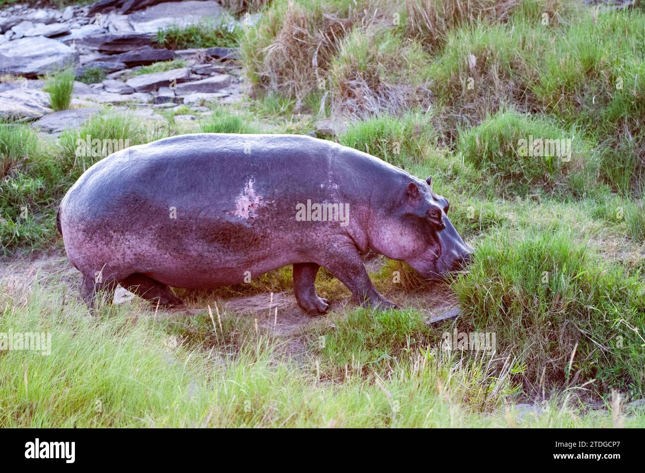 Hippo walking on river-bank Stock Photo - Alamy