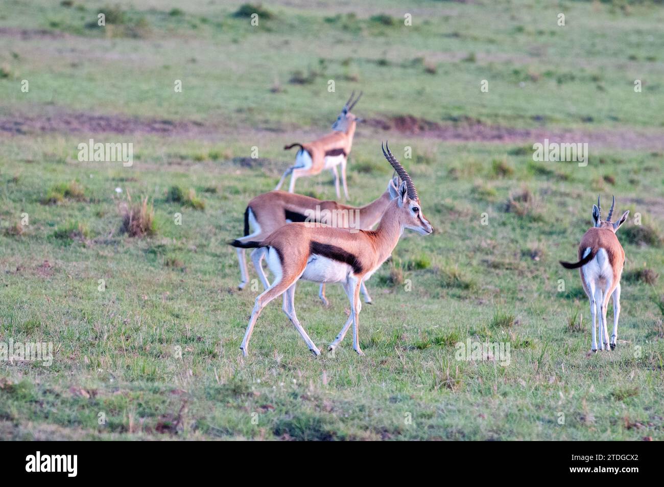 Group of Thomson's gazelles Stock Photo - Alamy