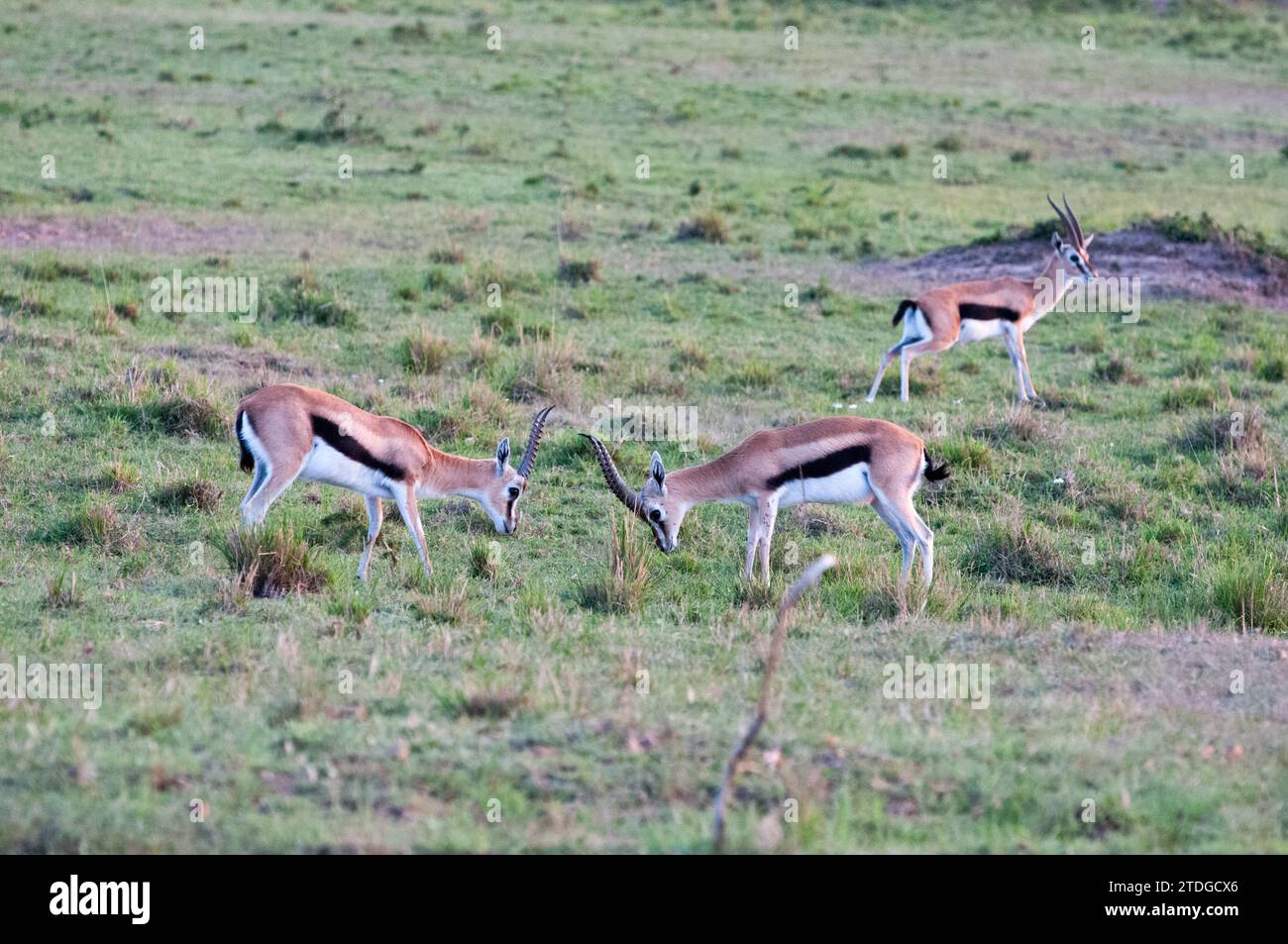 Group of Thomson's gazelles Stock Photo - Alamy