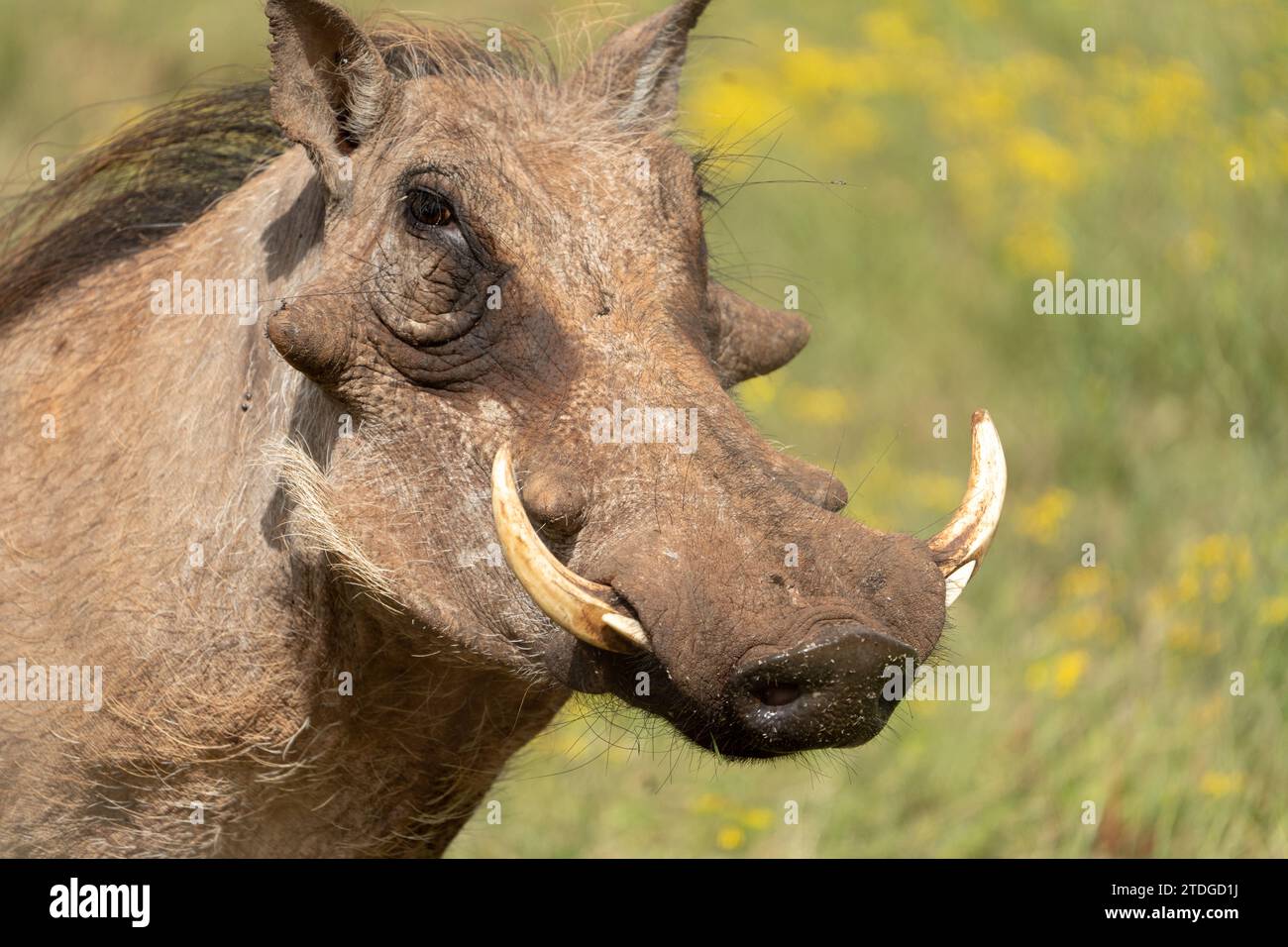 Warthog portrait hi-res stock photography and images - Alamy