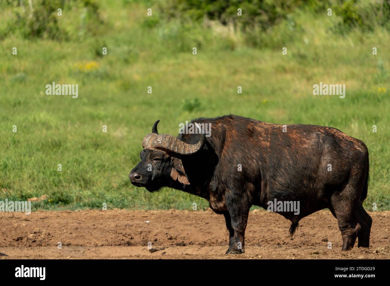 Kaapse buffel hi-res stock photography and images - Alamy