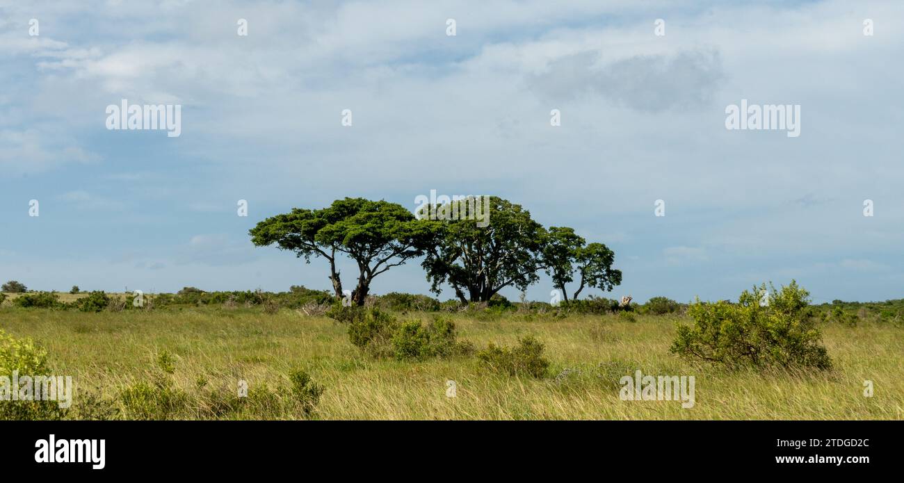 South African Savannah Landscape Stock Photo - Alamy