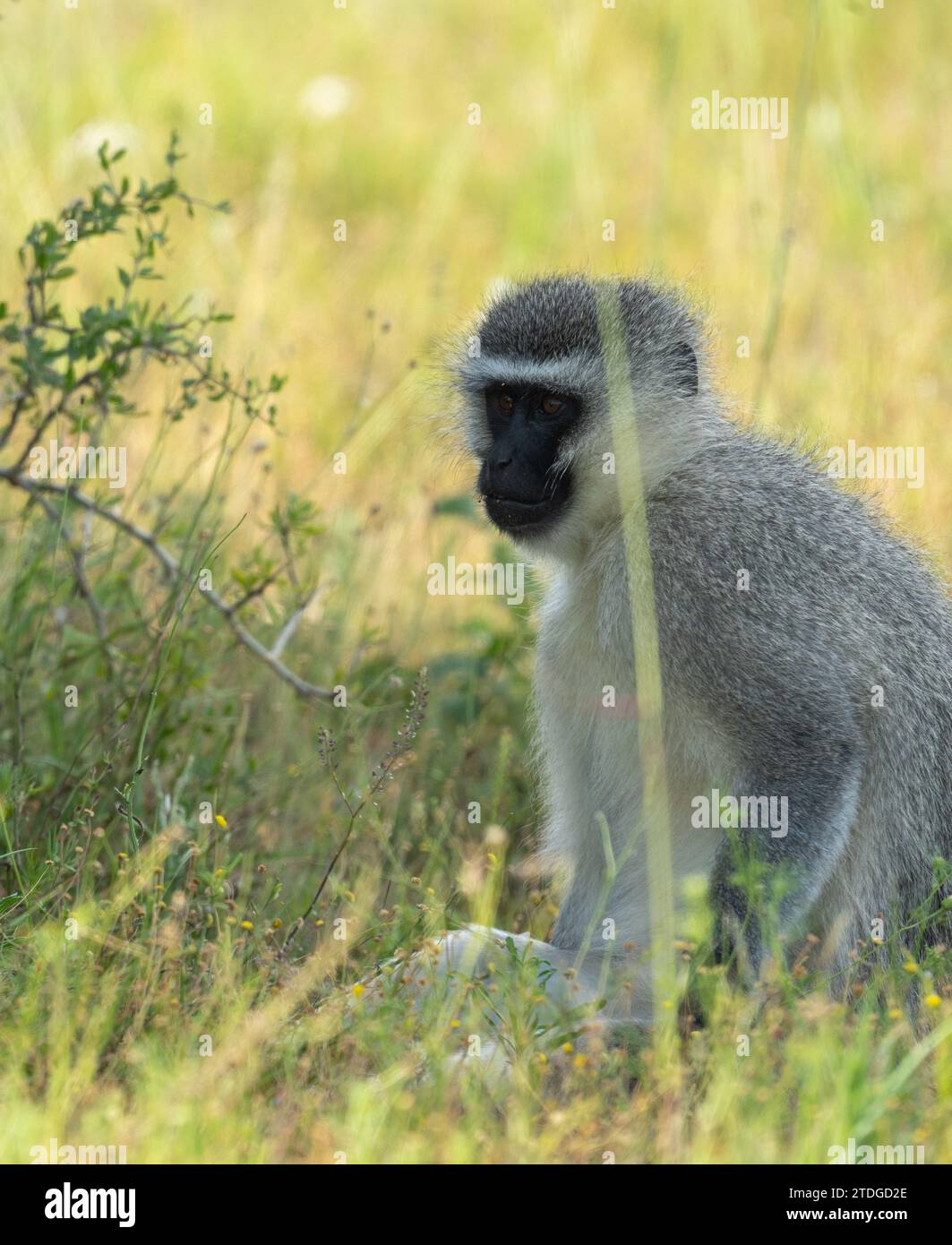 Monkey foraging hi-res stock photography and images - Alamy