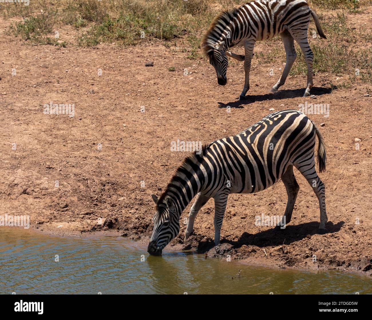 Wild animals around waterhole hi-res stock photography and images - Alamy